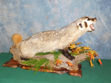 Superior Animal Brokers - Taxidermy