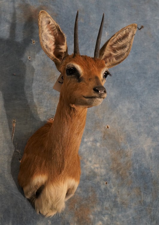 Mount - Beautiful African Steenbok Pygmy Antelope Mount Taxidermy For Sale