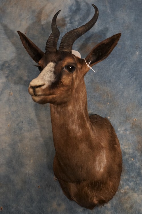 Mount - Pretty African Black Springbuck Mount Taxidermy For Sale