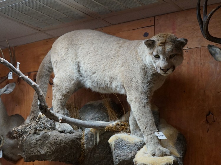 Mount - Awesome Mountain Lion Taxidermy Mount For Sale