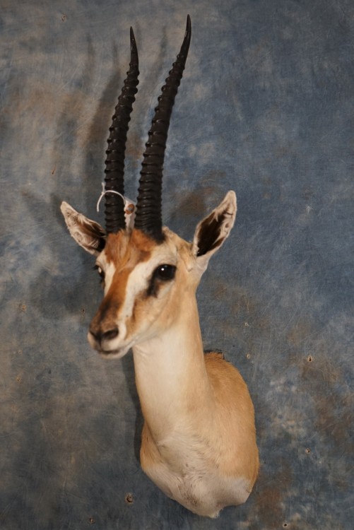 Mount - Pretty Thompson's Gazelle Mount Taxidermy For Sale