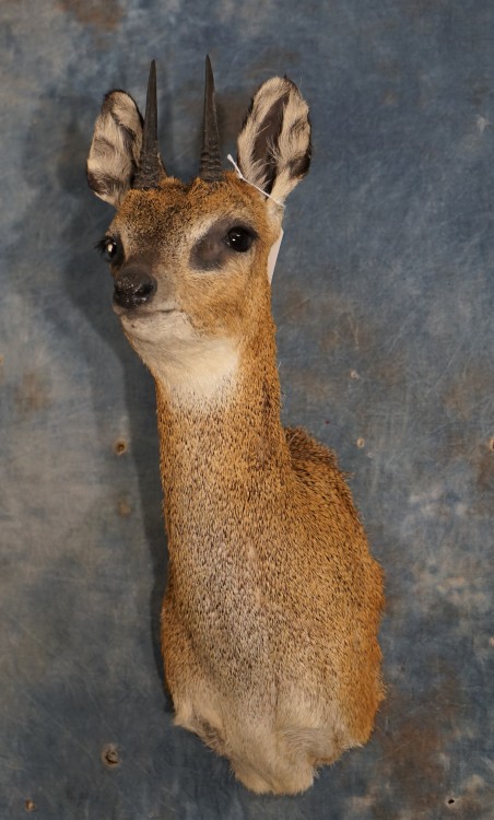 Mount - African Klipspringer Pygmy Antelope Mount Taxidermy For Sale
