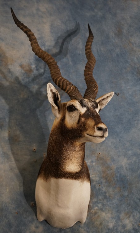 Mount - Stunning Blackbuck Antelope Mount Taxidermy For Sale