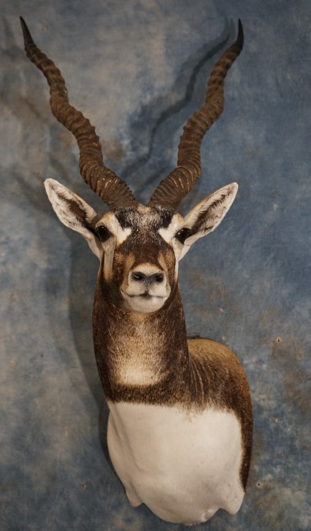 Mount - Stunning Blackbuck Antelope Mount Taxidermy For Sale