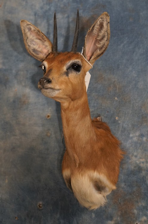 Mount - Beautiful African Steenbok Pygmy Antelope Mount Taxidermy For Sale