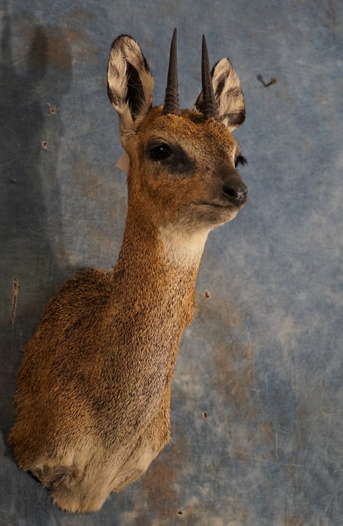 Mount - African Klipspringer Pygmy Antelope Mount Taxidermy For Sale
