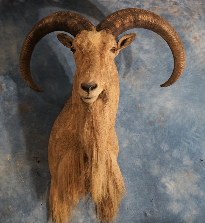 Mount - Monster Aoudad "Barbary" Sheep Mount Taxidermy For Sale